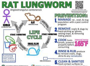 Rat Lungworm on Maui - Wailea Ekahi Village
